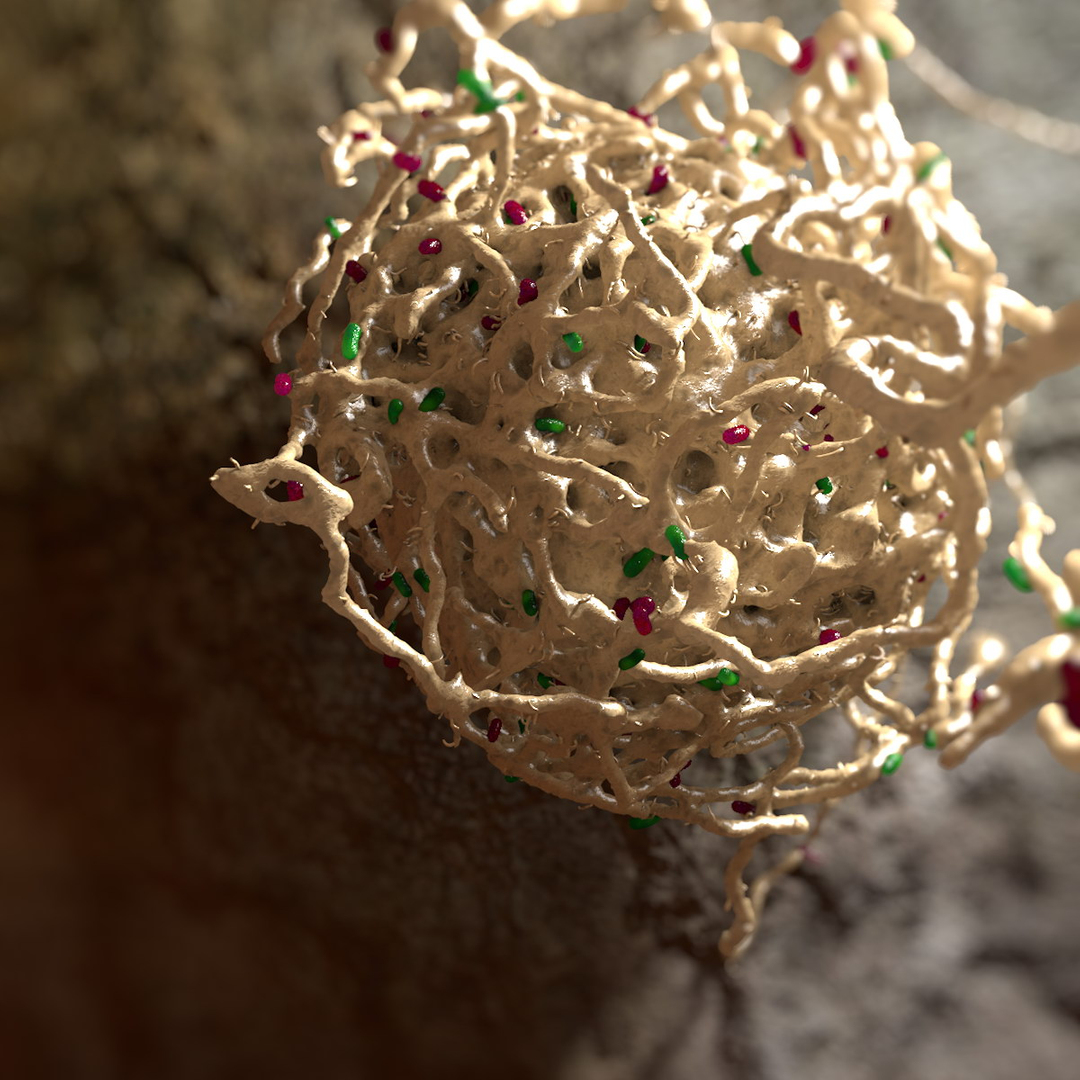 3d Model Filamentous Fungus Bacteria