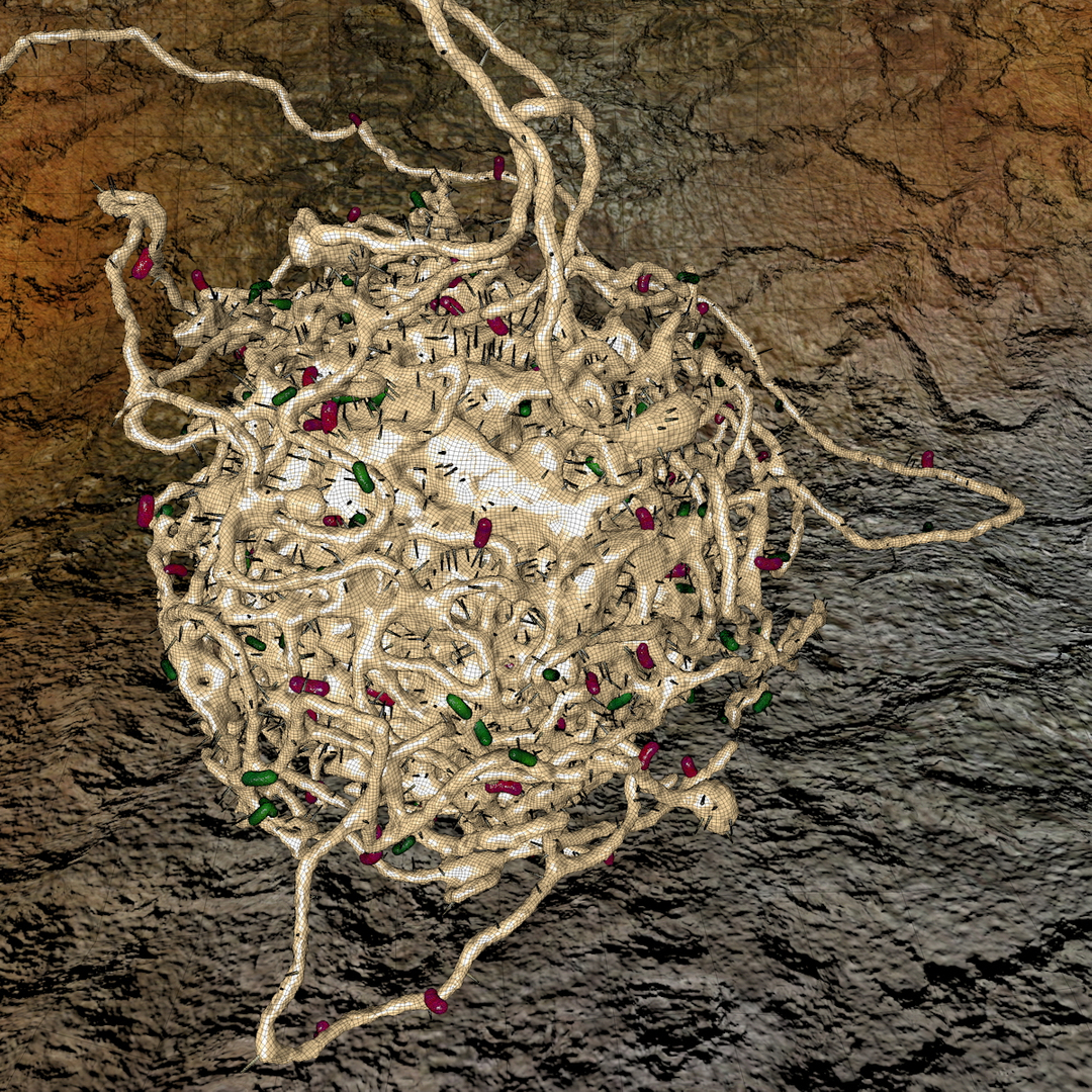3d Model Filamentous Fungus Bacteria