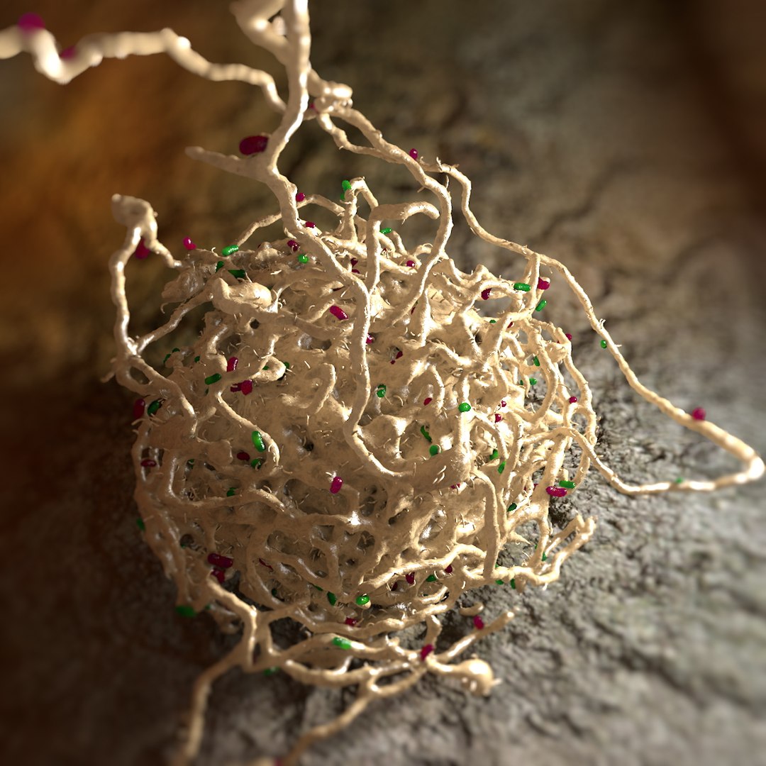 3d Model Filamentous Fungus Bacteria
