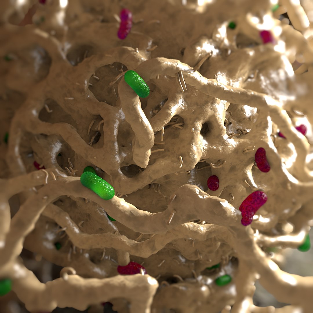 3d Model Filamentous Fungus Bacteria