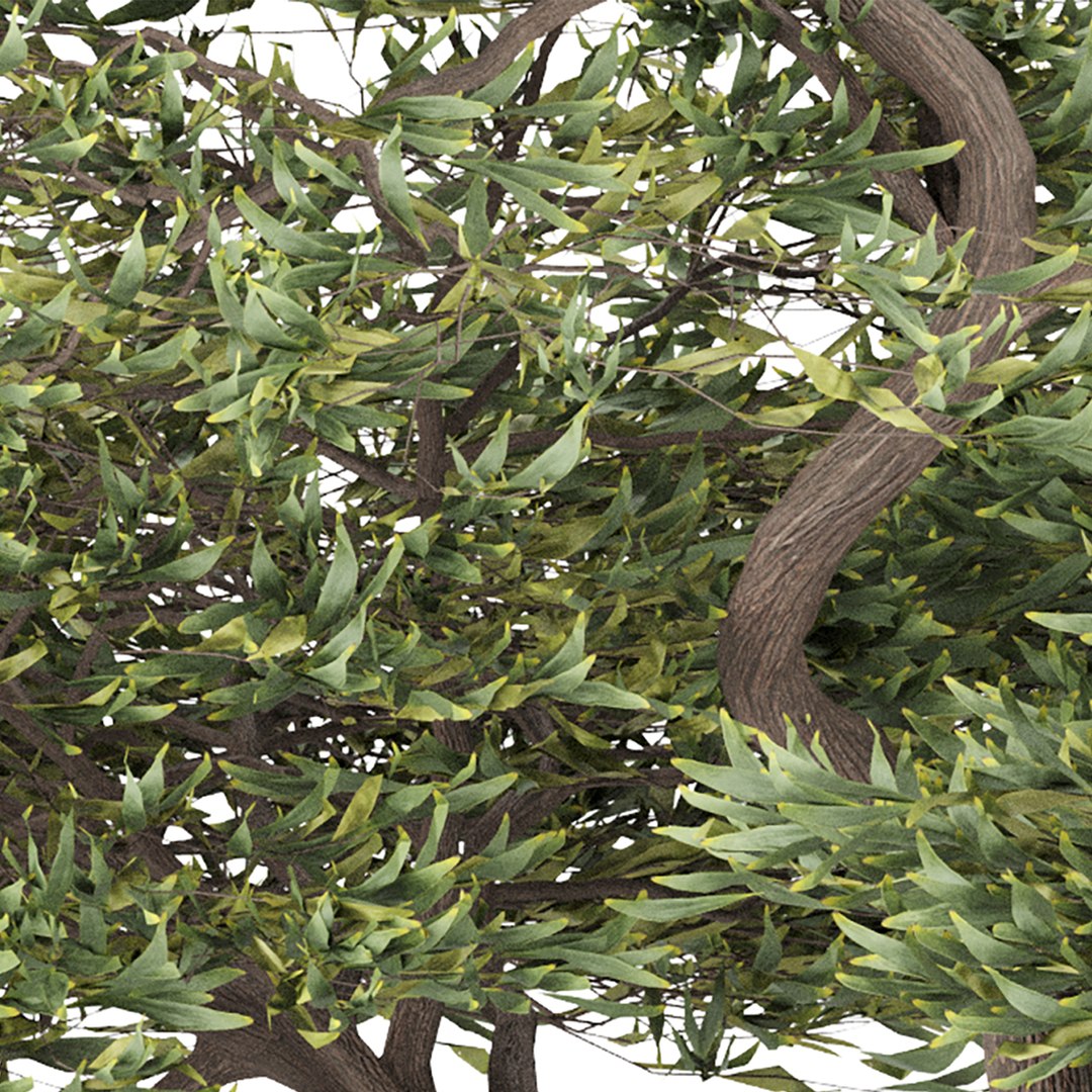 Acacia Tree Vol 15 3D Model - TurboSquid 1947657