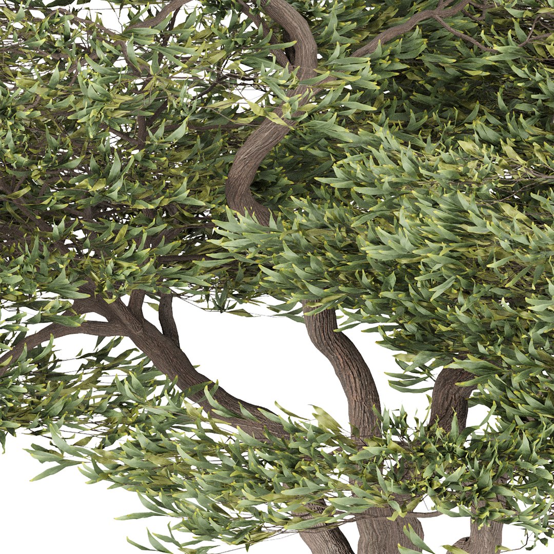 Acacia Tree Vol 15 3D Model - TurboSquid 1947657