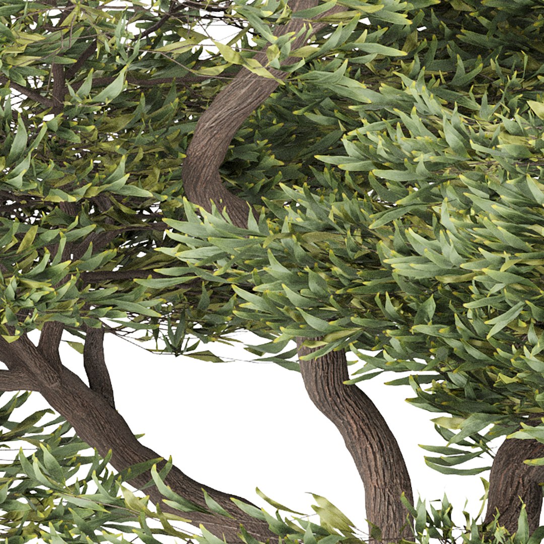 Acacia Tree Vol 15 3D Model - TurboSquid 1947657