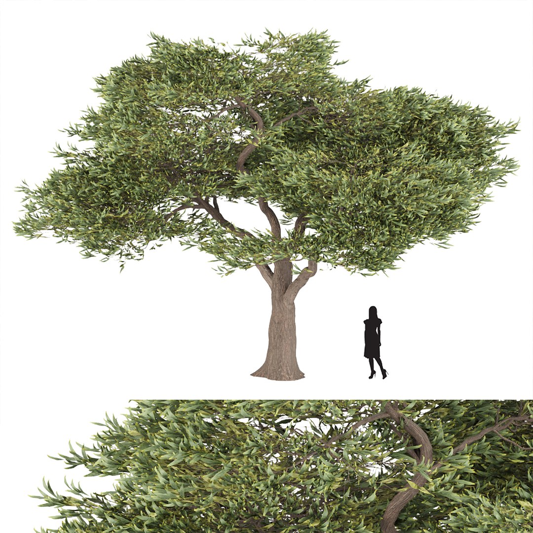 Acacia Tree Vol 15 3D Model - TurboSquid 1947657