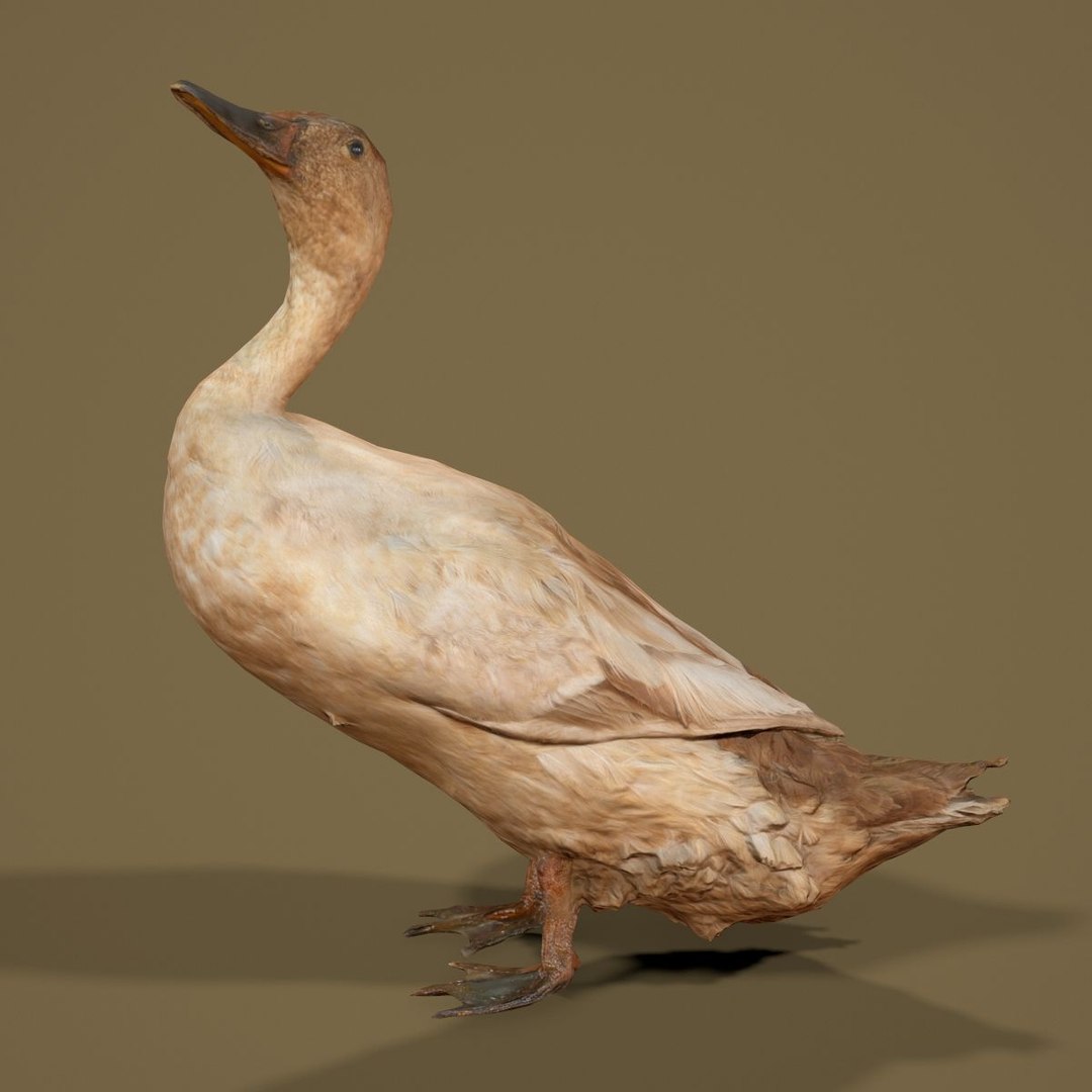 Animal Digital Photogrammetry 3D Model - TurboSquid 1162992