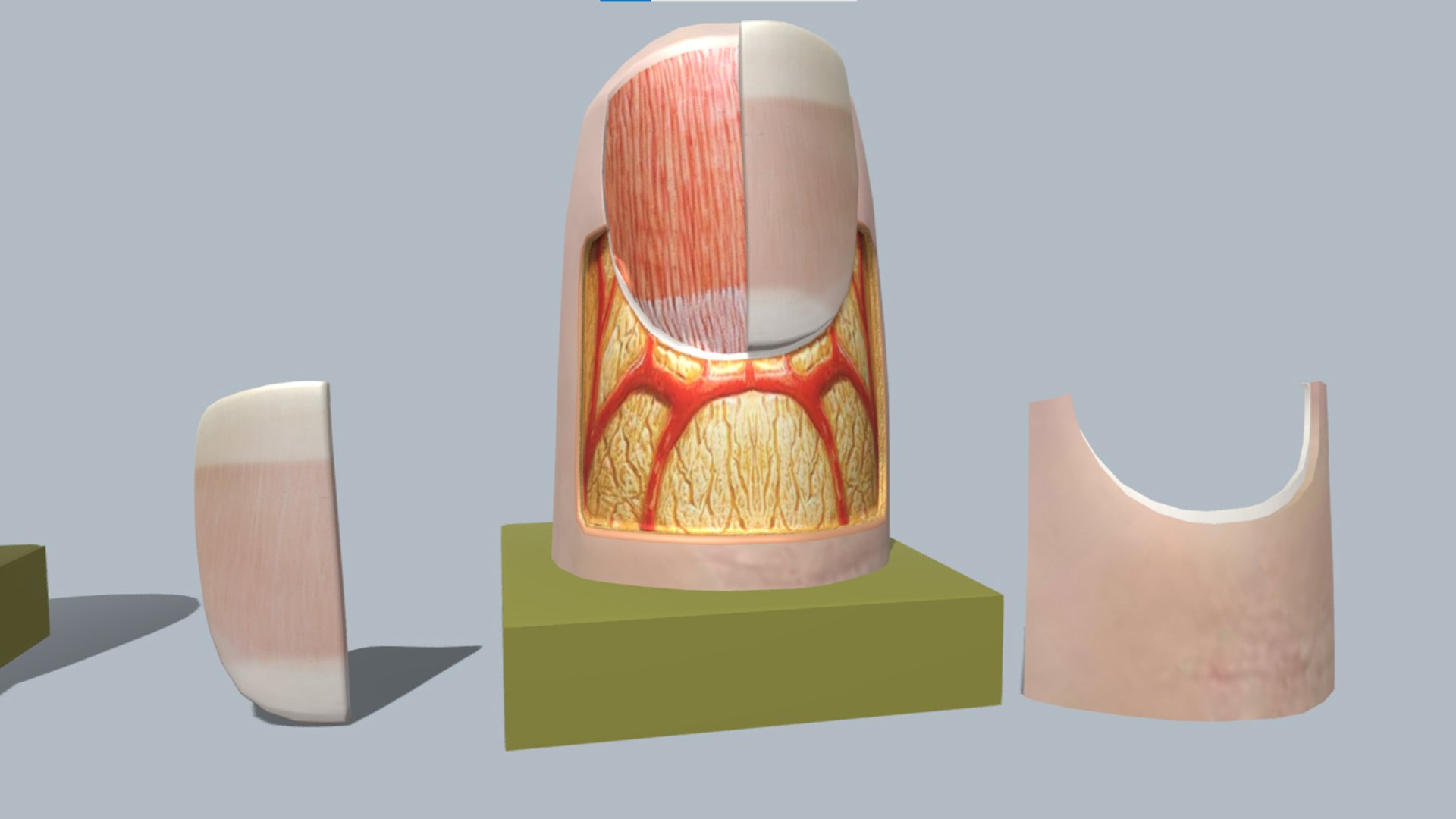 3D Fingernail Anatomy - TurboSquid 2300247