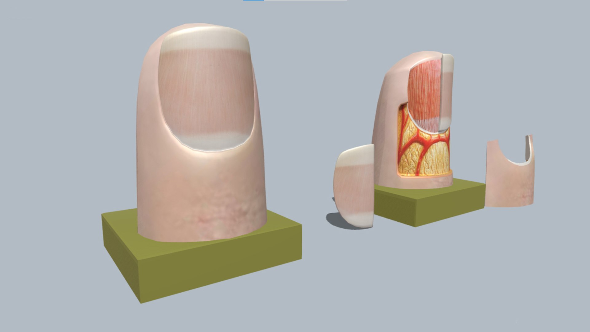3D Fingernail Anatomy - TurboSquid 2300247