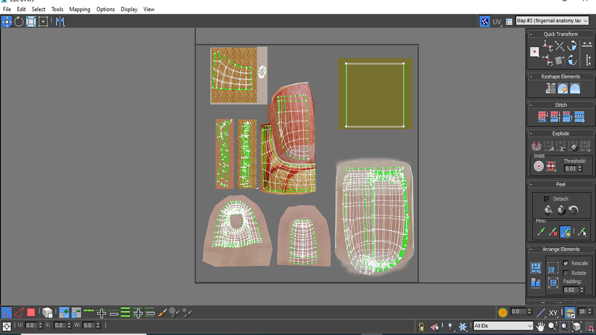3D Fingernail Anatomy - TurboSquid 2300247