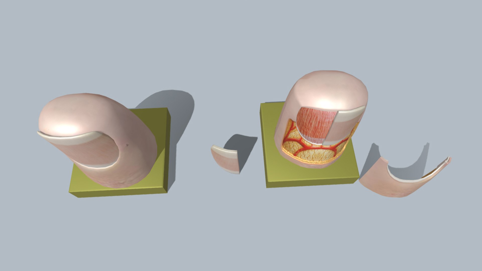 3D Fingernail Anatomy - TurboSquid 2300247