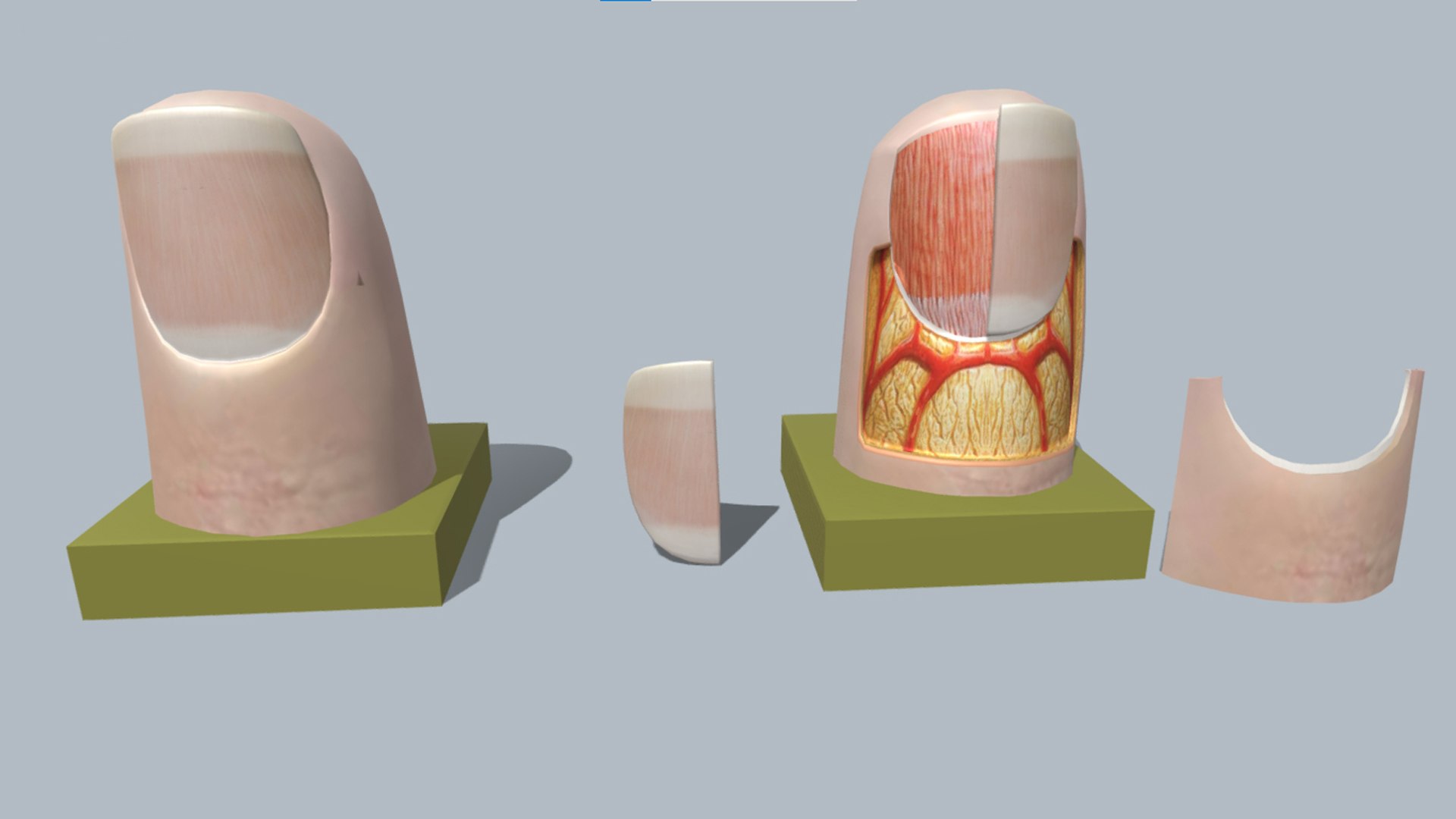 3D Fingernail Anatomy - TurboSquid 2300247
