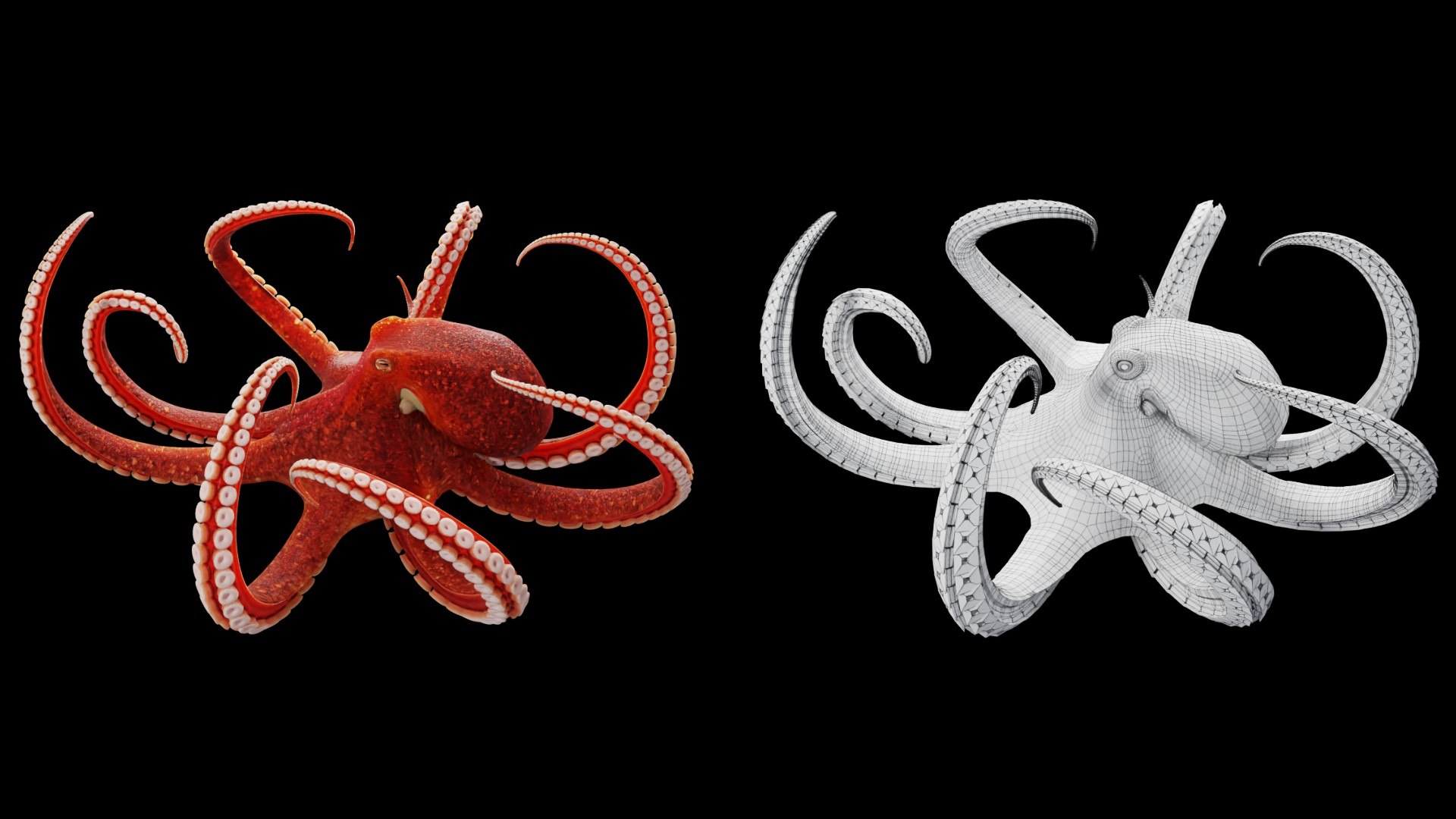 3D Model Animated Octopus - TurboSquid 2187371