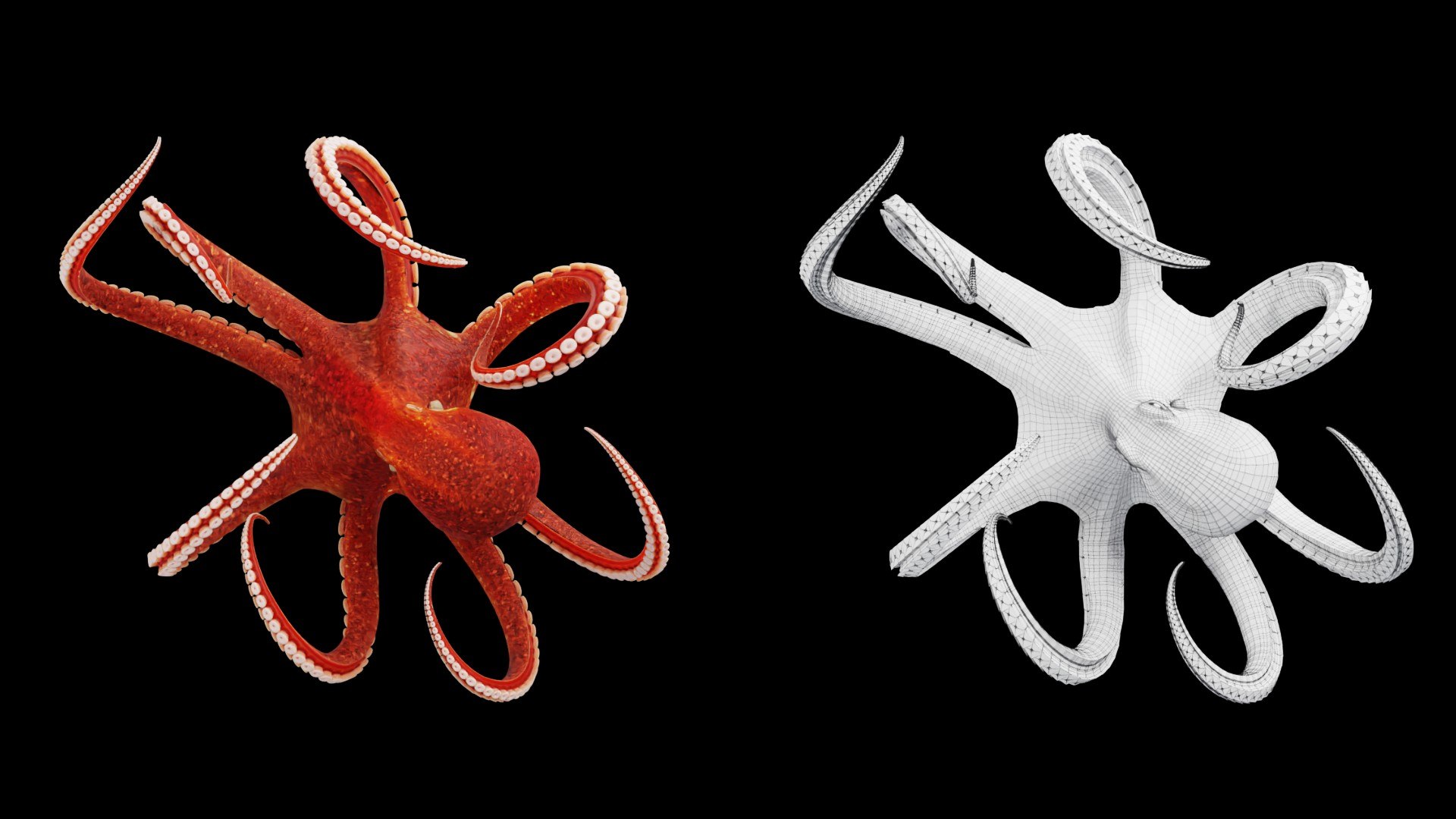 3D Model Animated Octopus - TurboSquid 2187371