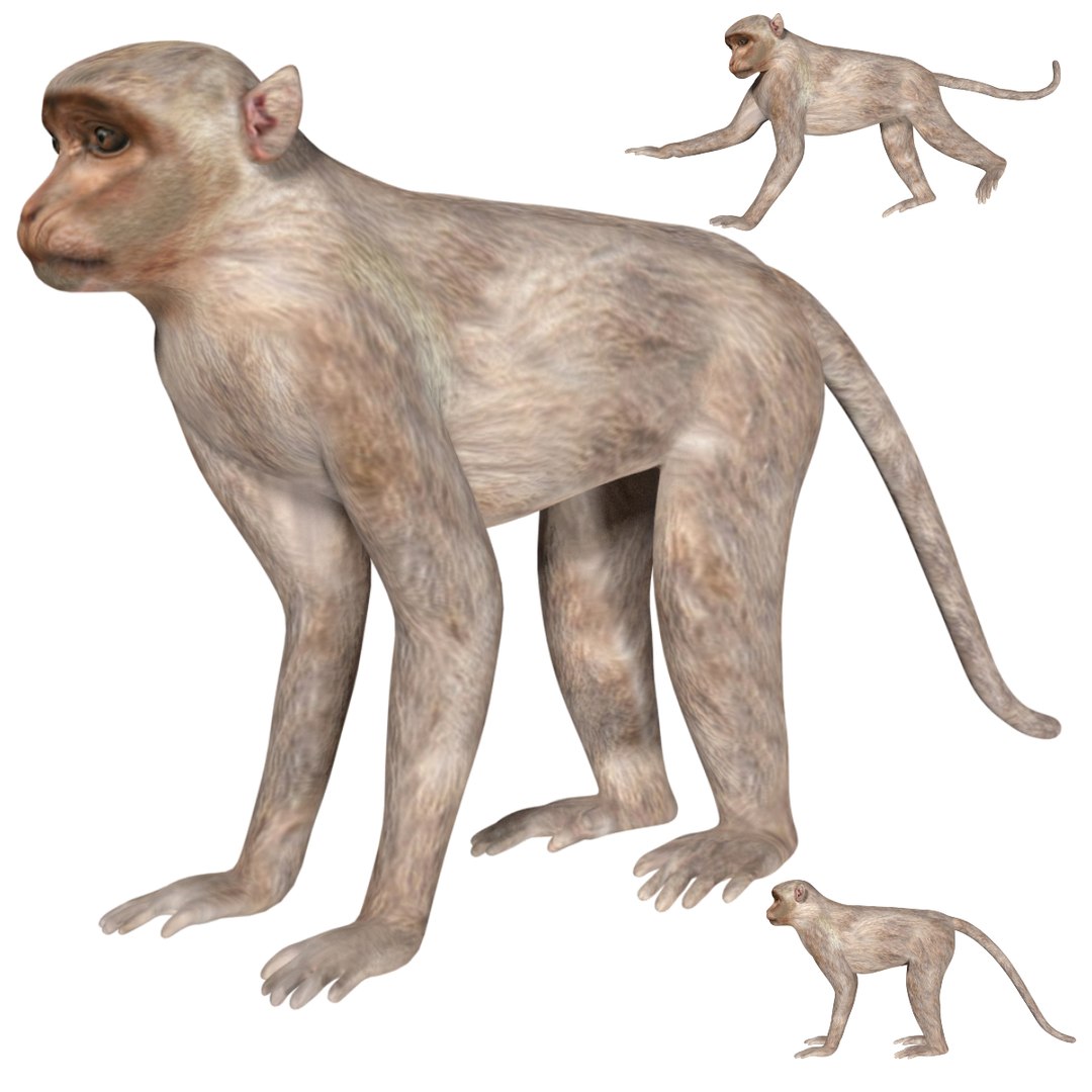 3D Fully Rigged Low Poly Monkey - TurboSquid 1754332