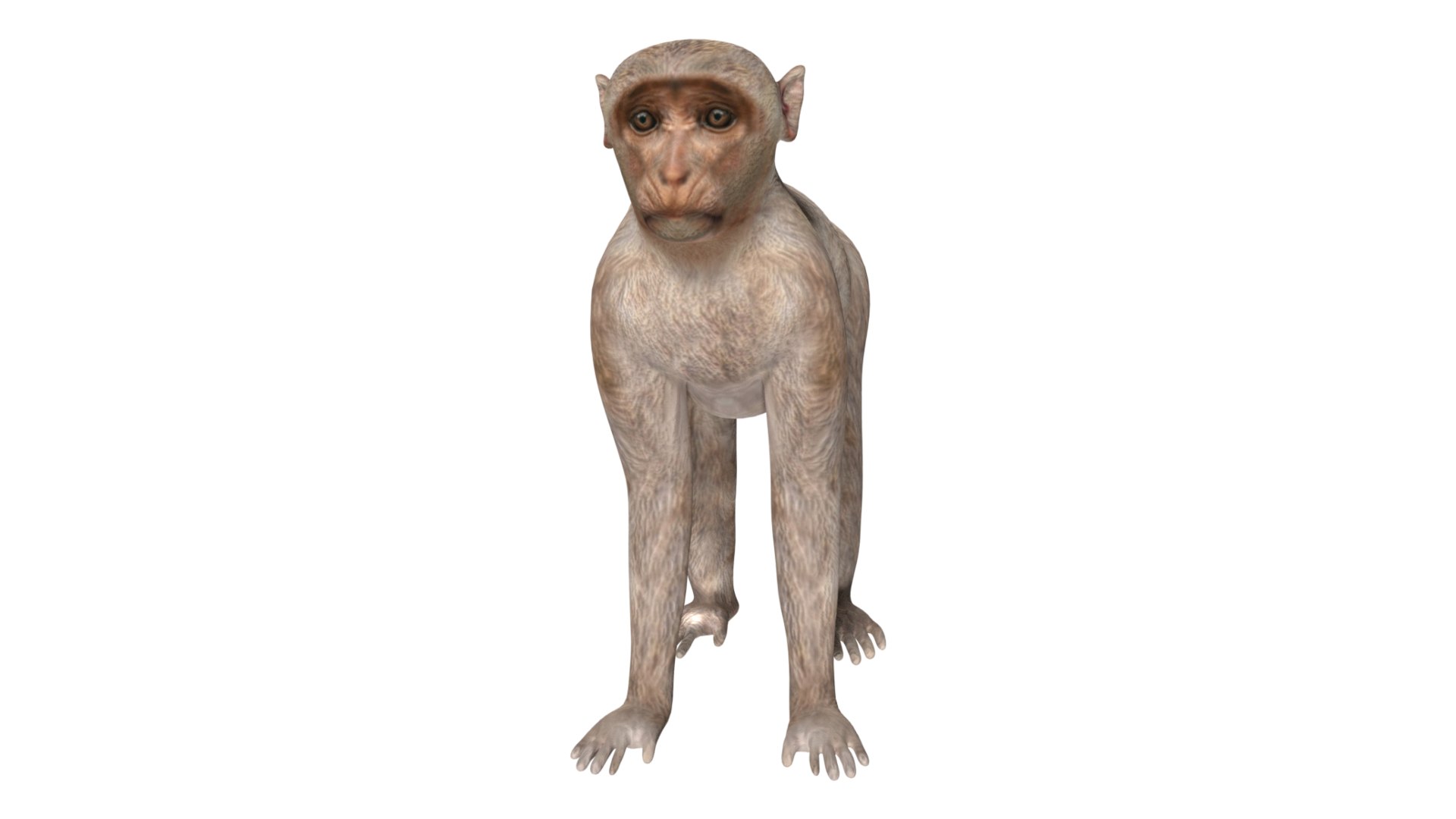 3D Fully Rigged Low Poly Monkey - TurboSquid 1754332