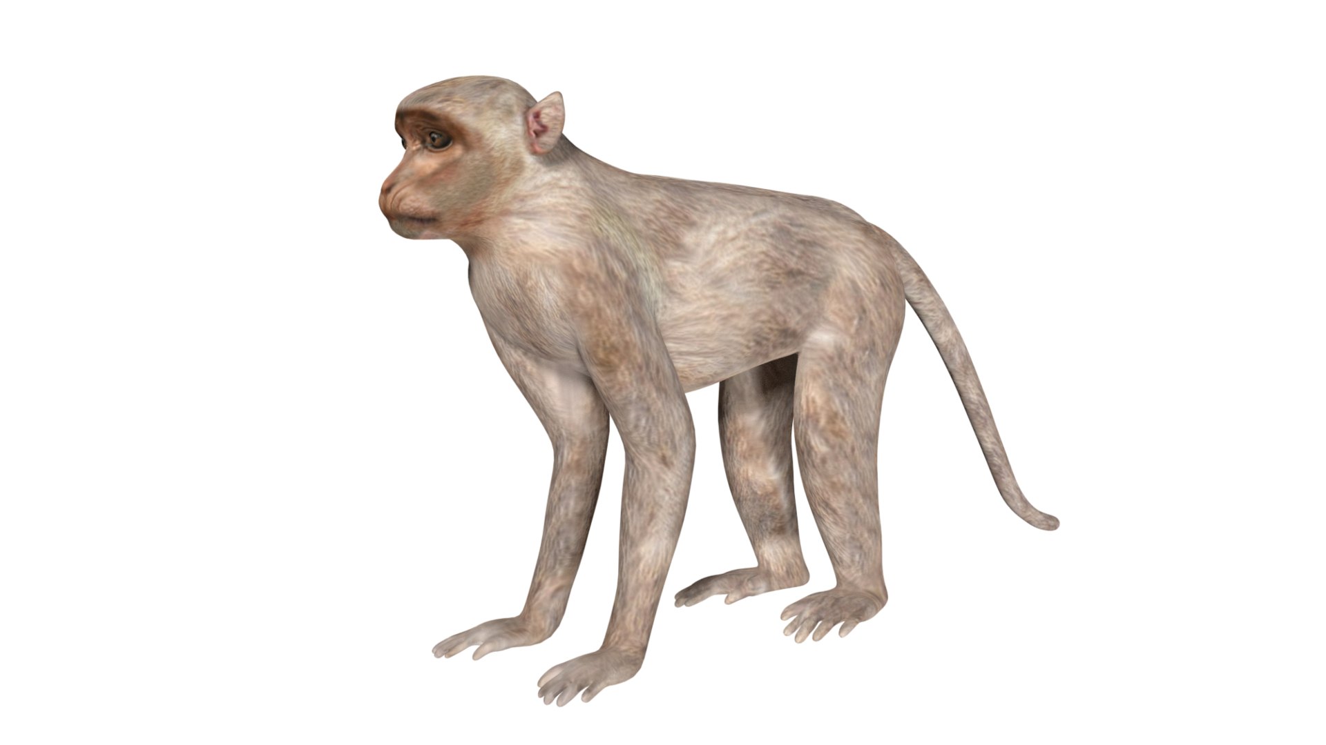 3D Fully Rigged Low Poly Monkey - TurboSquid 1754332