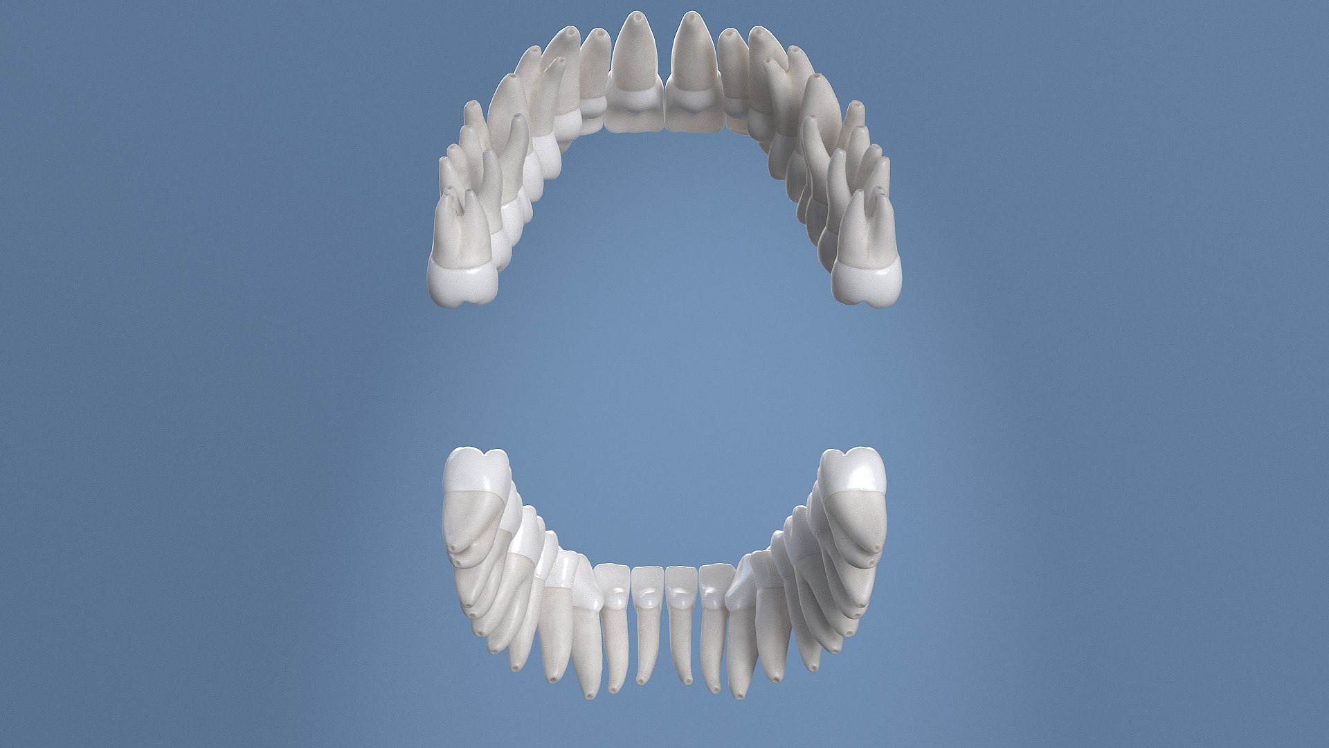 Adult Human Teeth 3D Model - TurboSquid 2317908