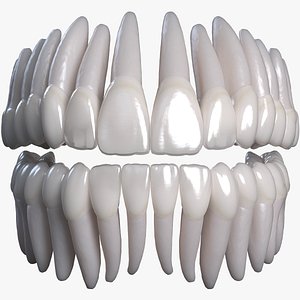 3D Teeth Models - Browse & Download Formats - TurboSquid