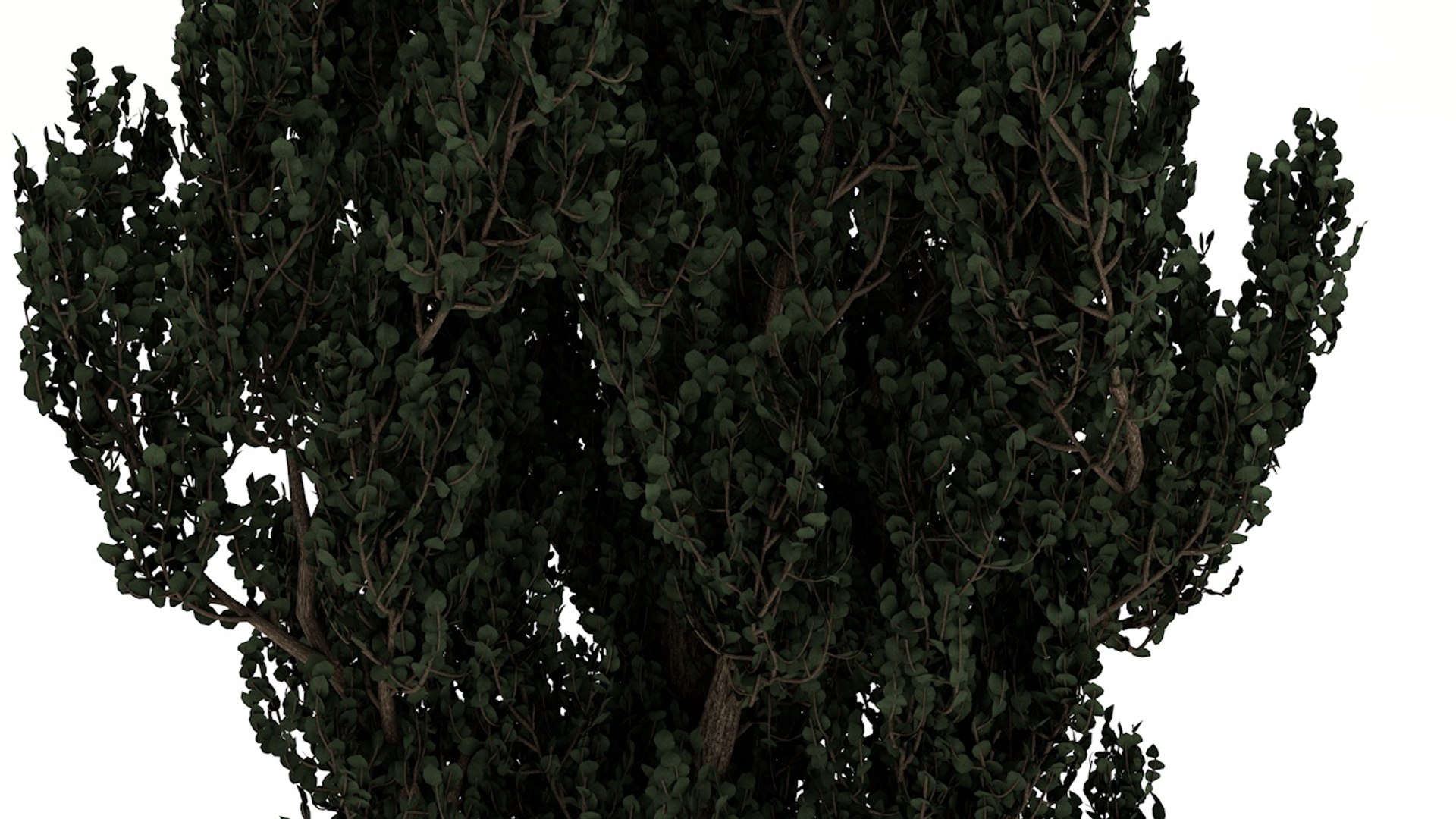 Populus Nigra Tree 3D Model - TurboSquid 1397779