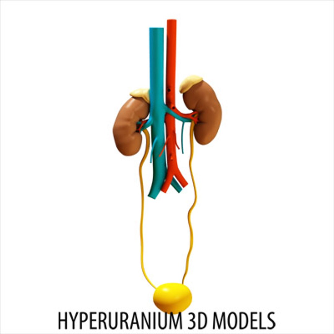Kidney Surrenal Gland 3d Model