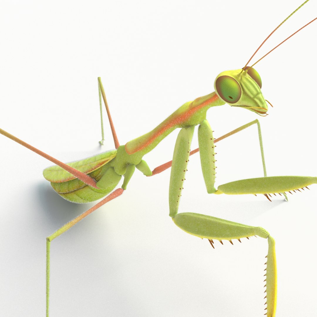 praying mantis rigged max