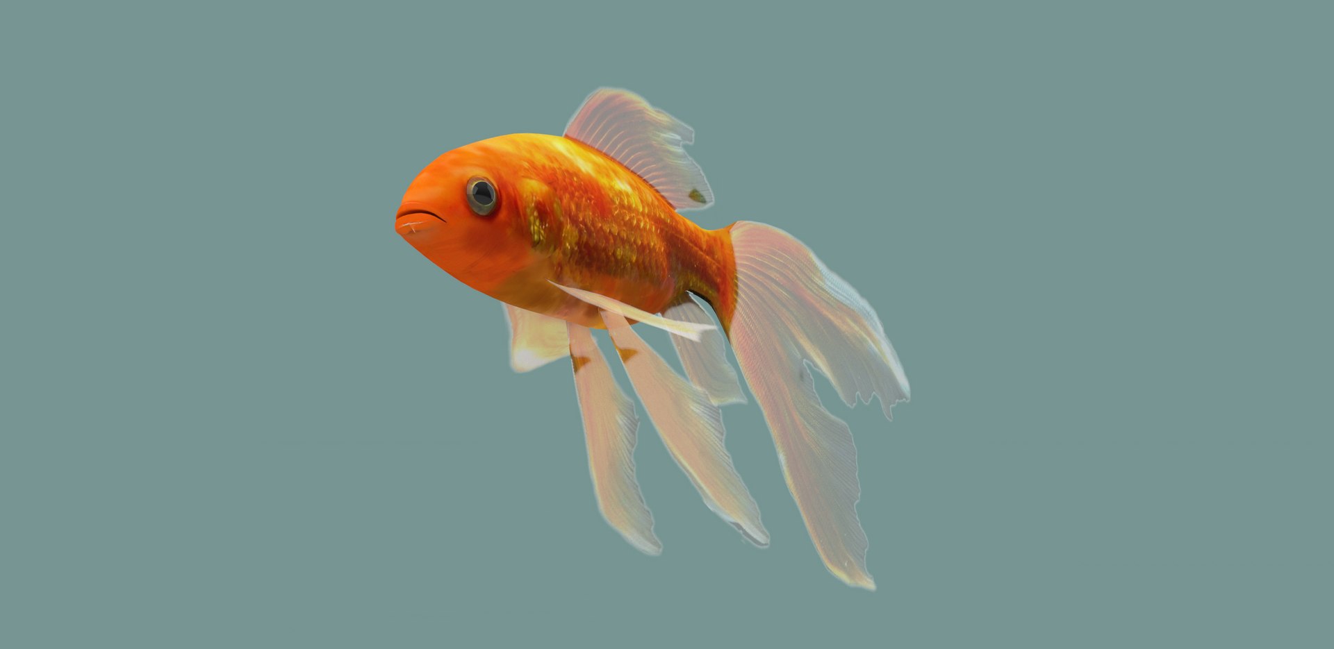 Goldfish 3D Model - TurboSquid 2080692