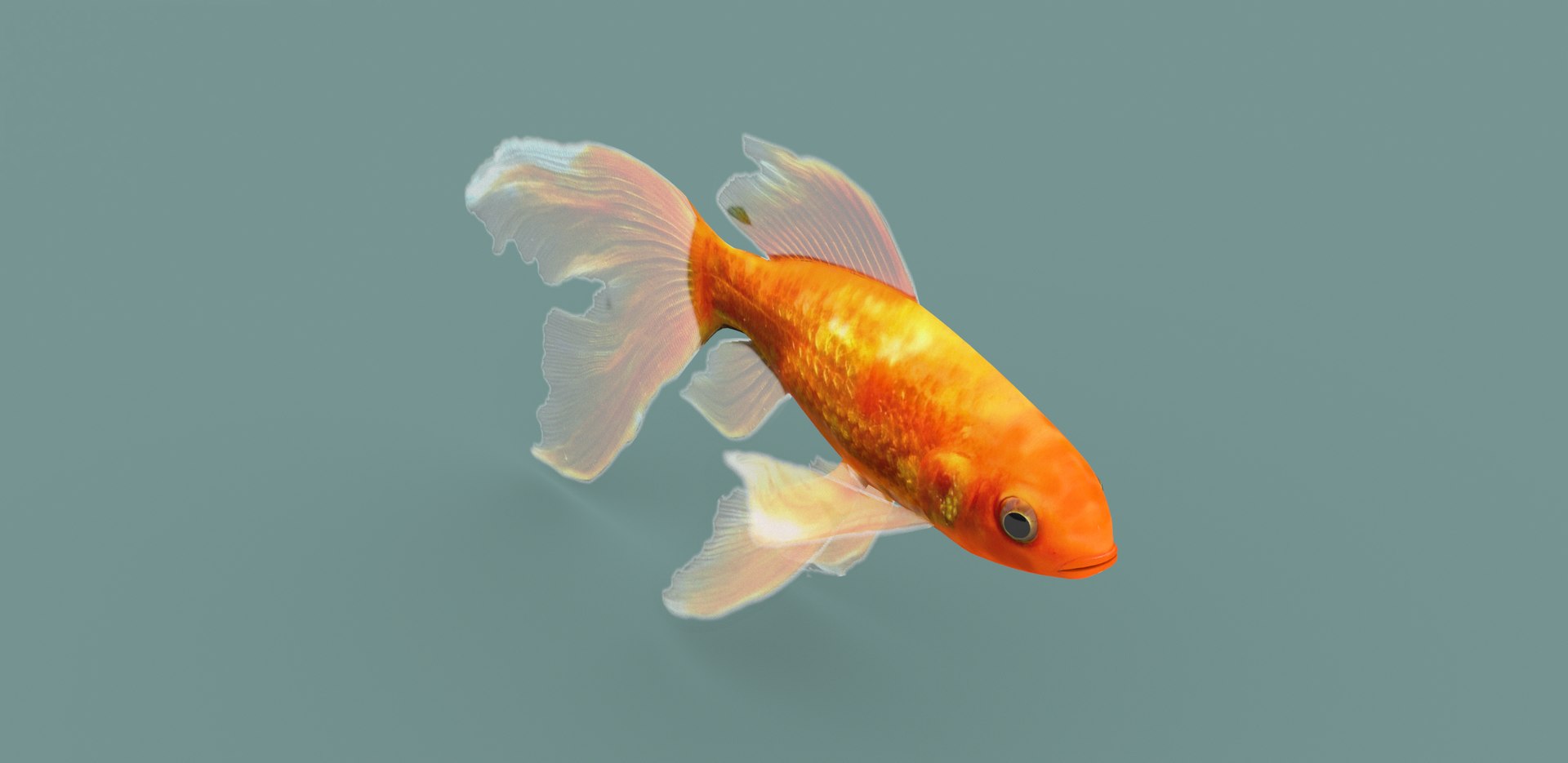 Goldfish 3D Model - TurboSquid 2080692