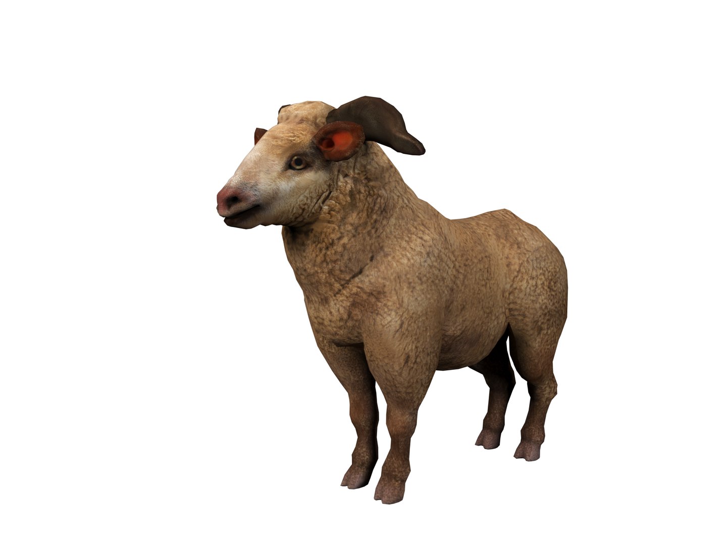 3D Fluffy Ram Sheep Rig High-poly Textured Model - TurboSquid 2339332