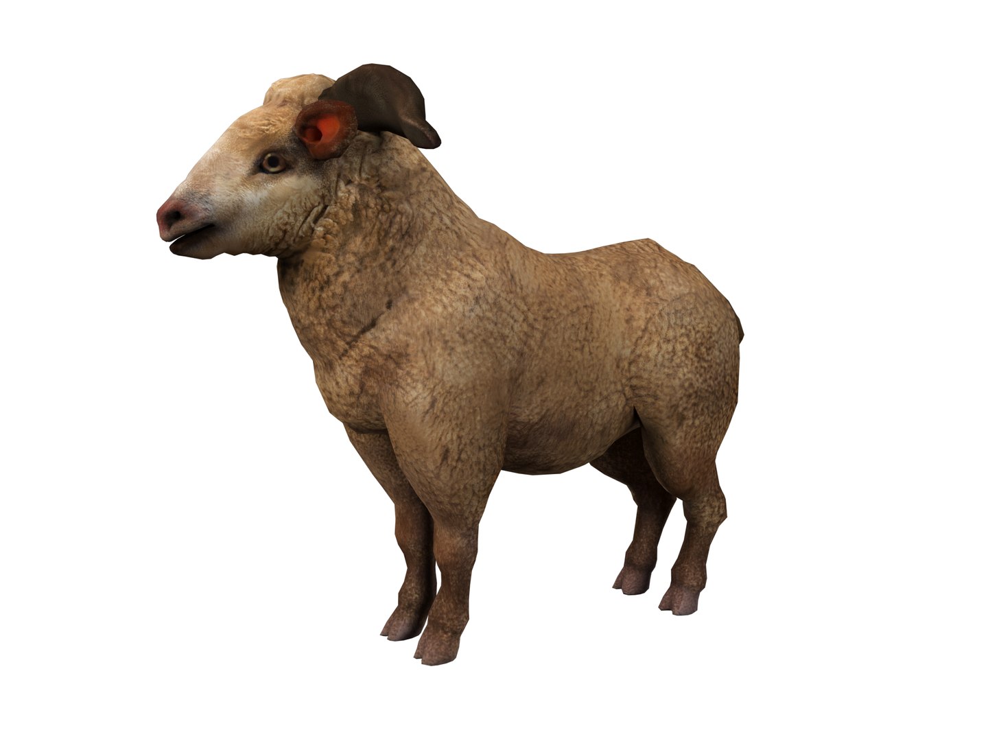 3D Fluffy Ram Sheep Rig High-poly Textured Model - TurboSquid 2339332