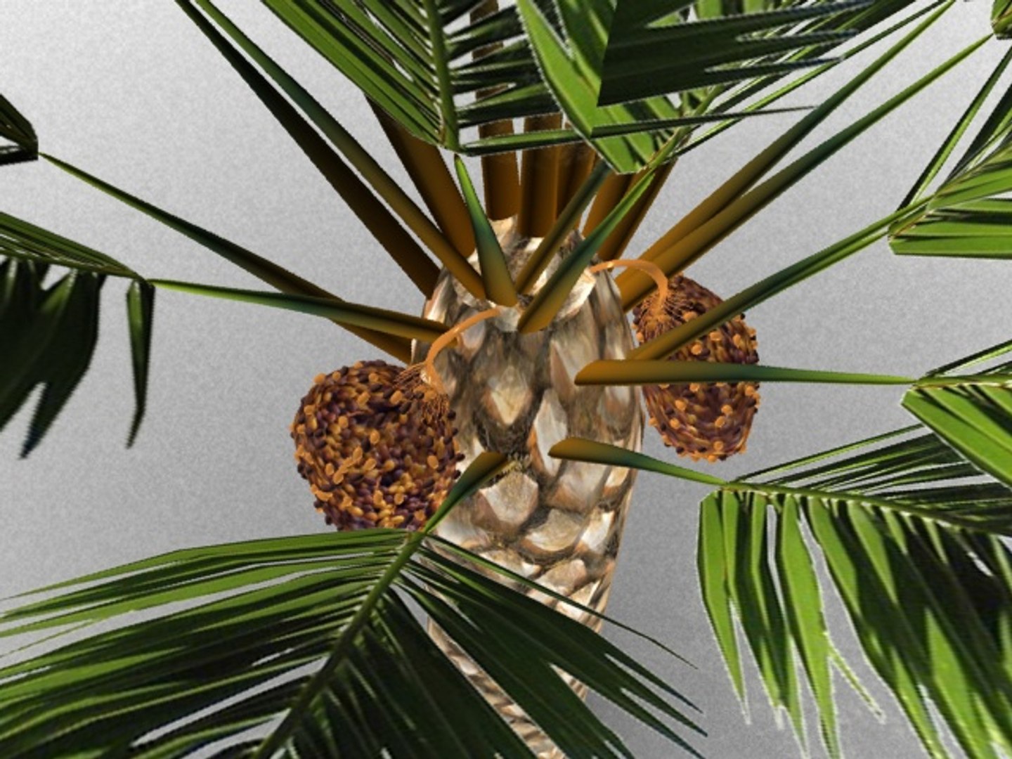 Palm Tree Dates Model - TurboSquid 1321531