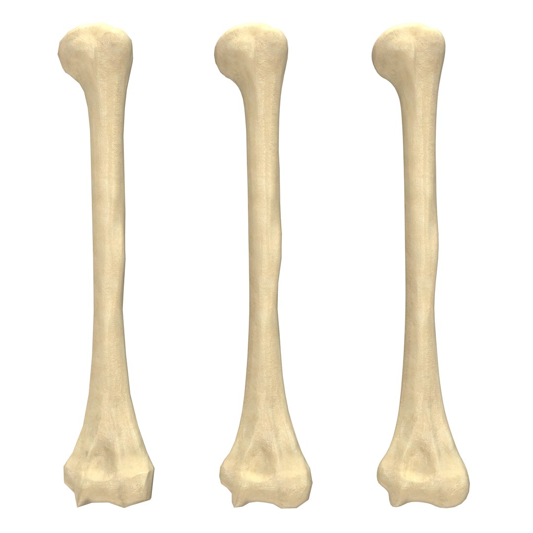 3ds Max Humerus Bone