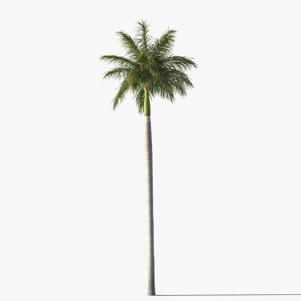 royal palm tree 3d max