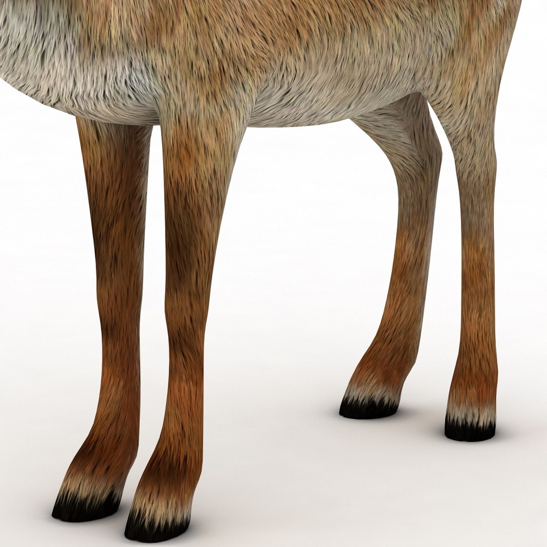 Saiga Antelope 3d Model
