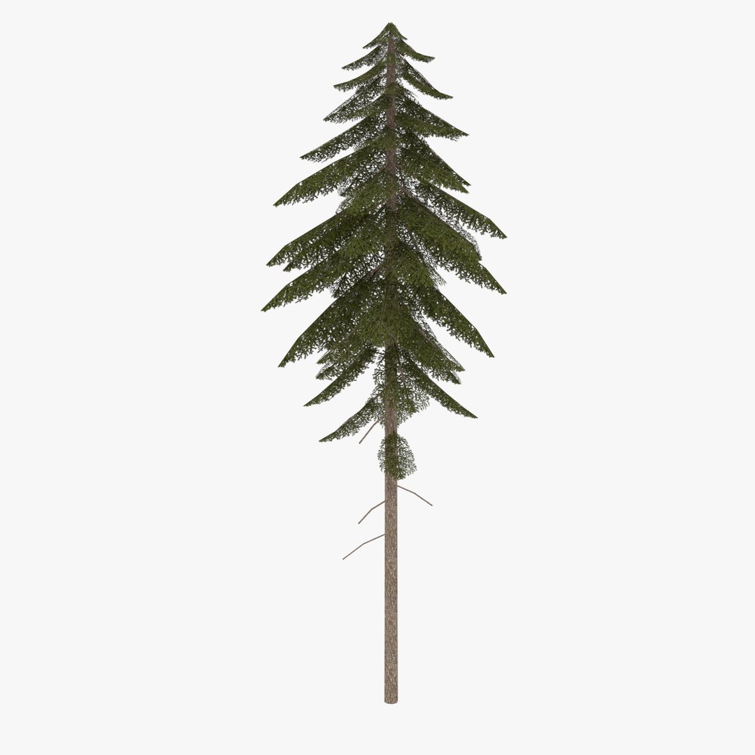 maya pine tree