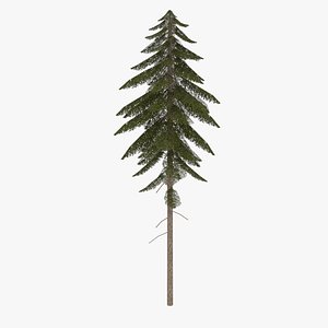 Pine Tree 3D Models for Download | TurboSquid