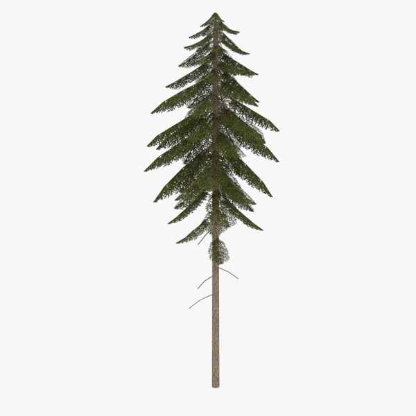 maya pine tree