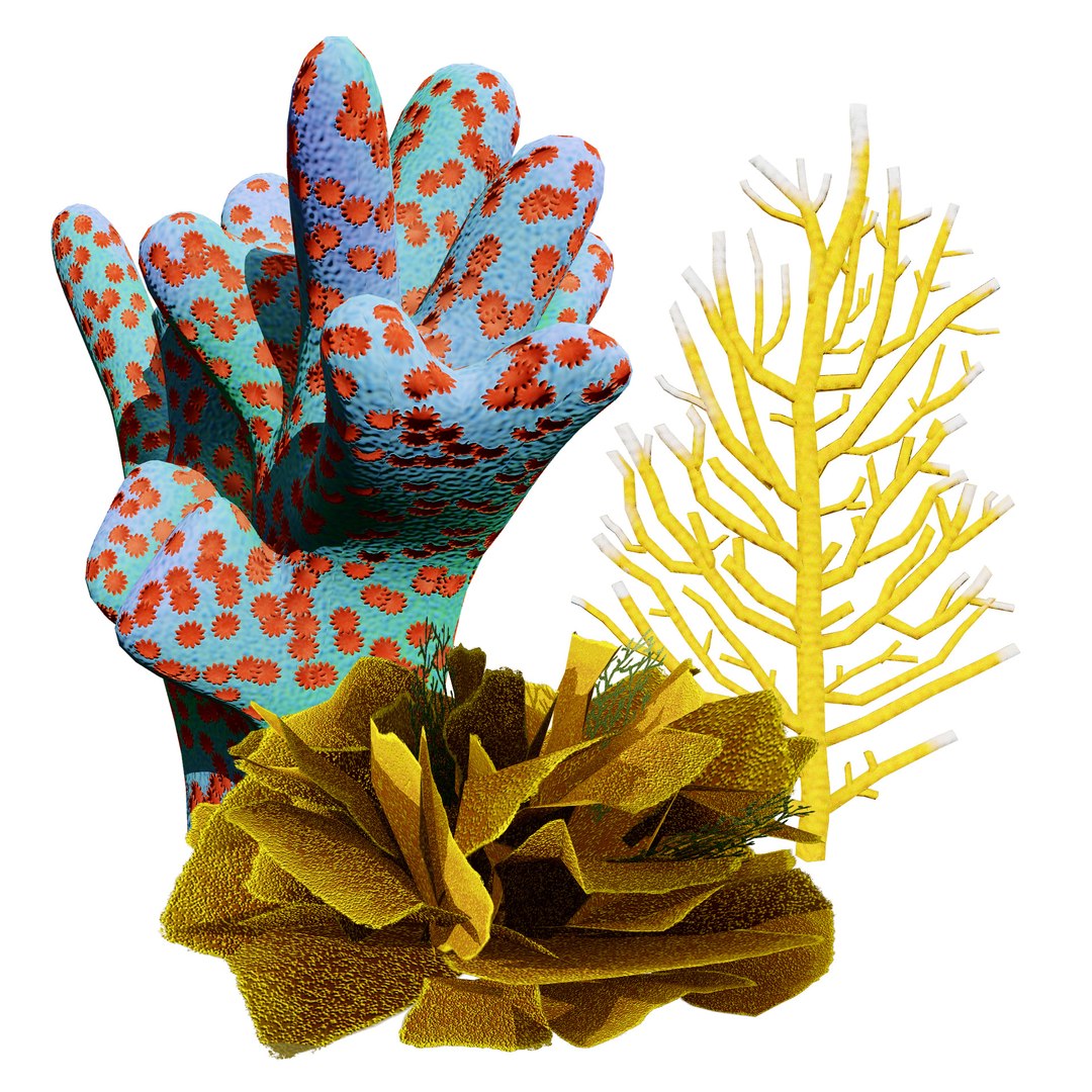 3D Model Realistic Coral And Seaweed 3D Asset Collection - TurboSquid ...