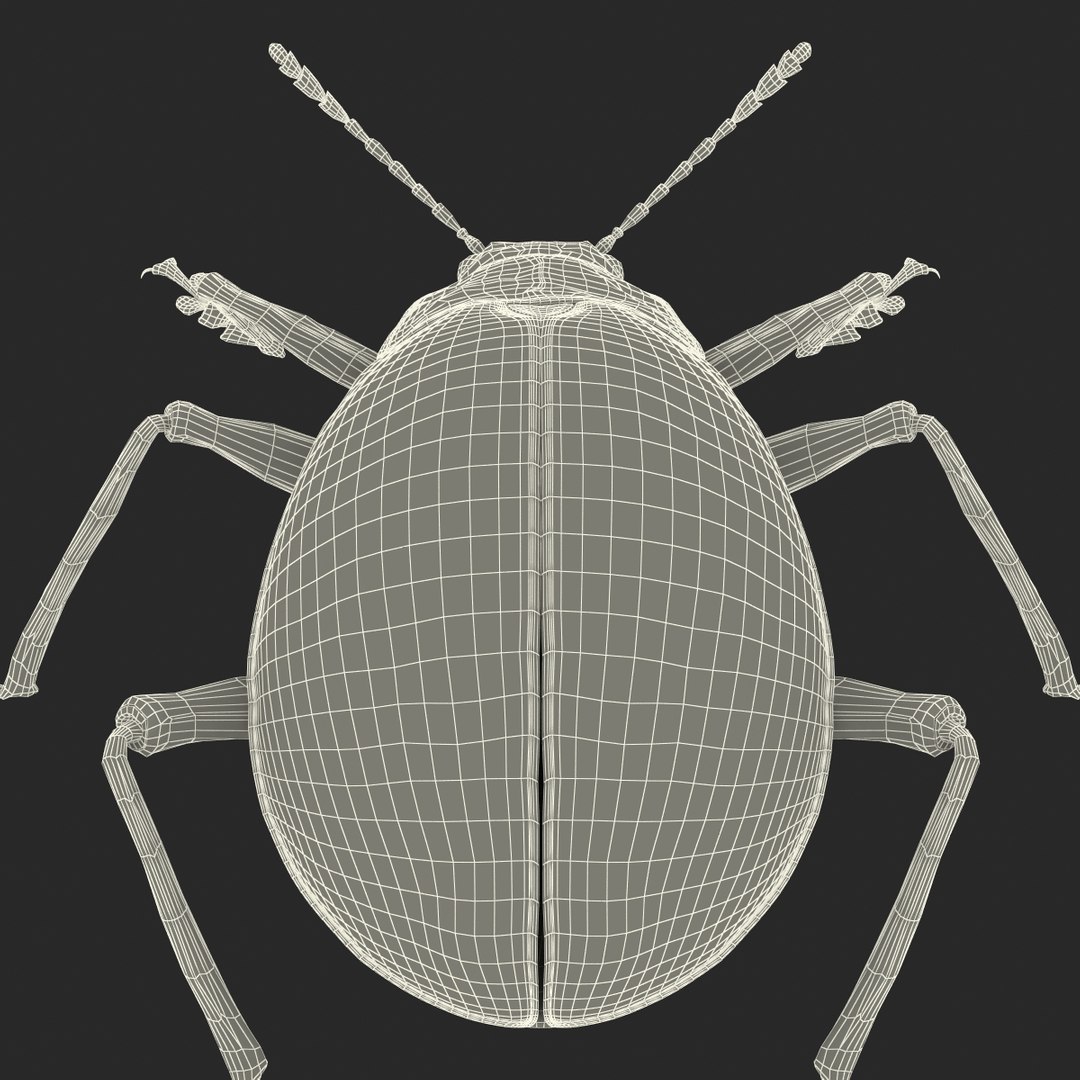 3d model gibbifer californicus beetle rigged