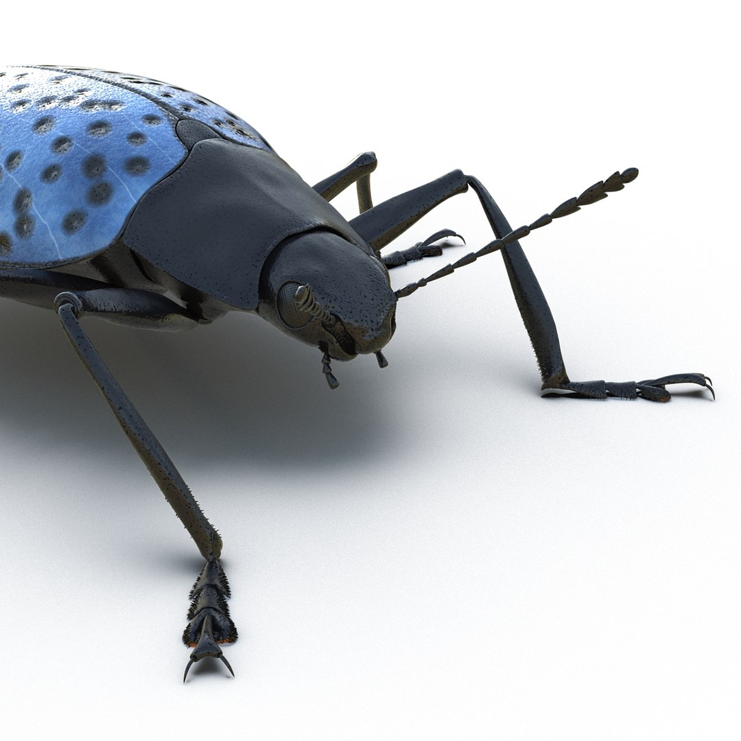 3d model gibbifer californicus beetle rigged
