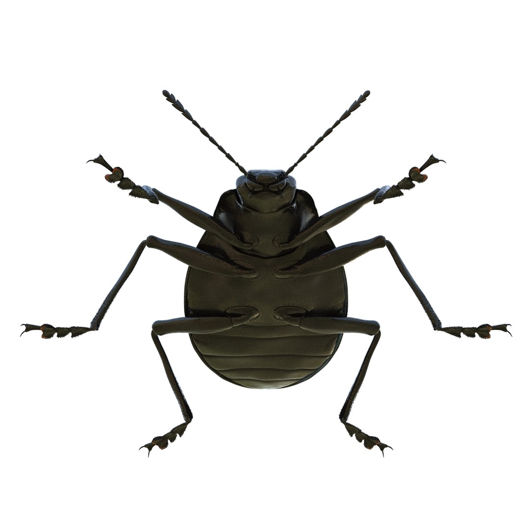 3d model gibbifer californicus beetle rigged