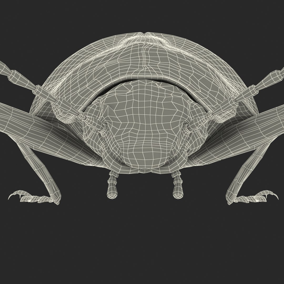 3d model gibbifer californicus beetle rigged