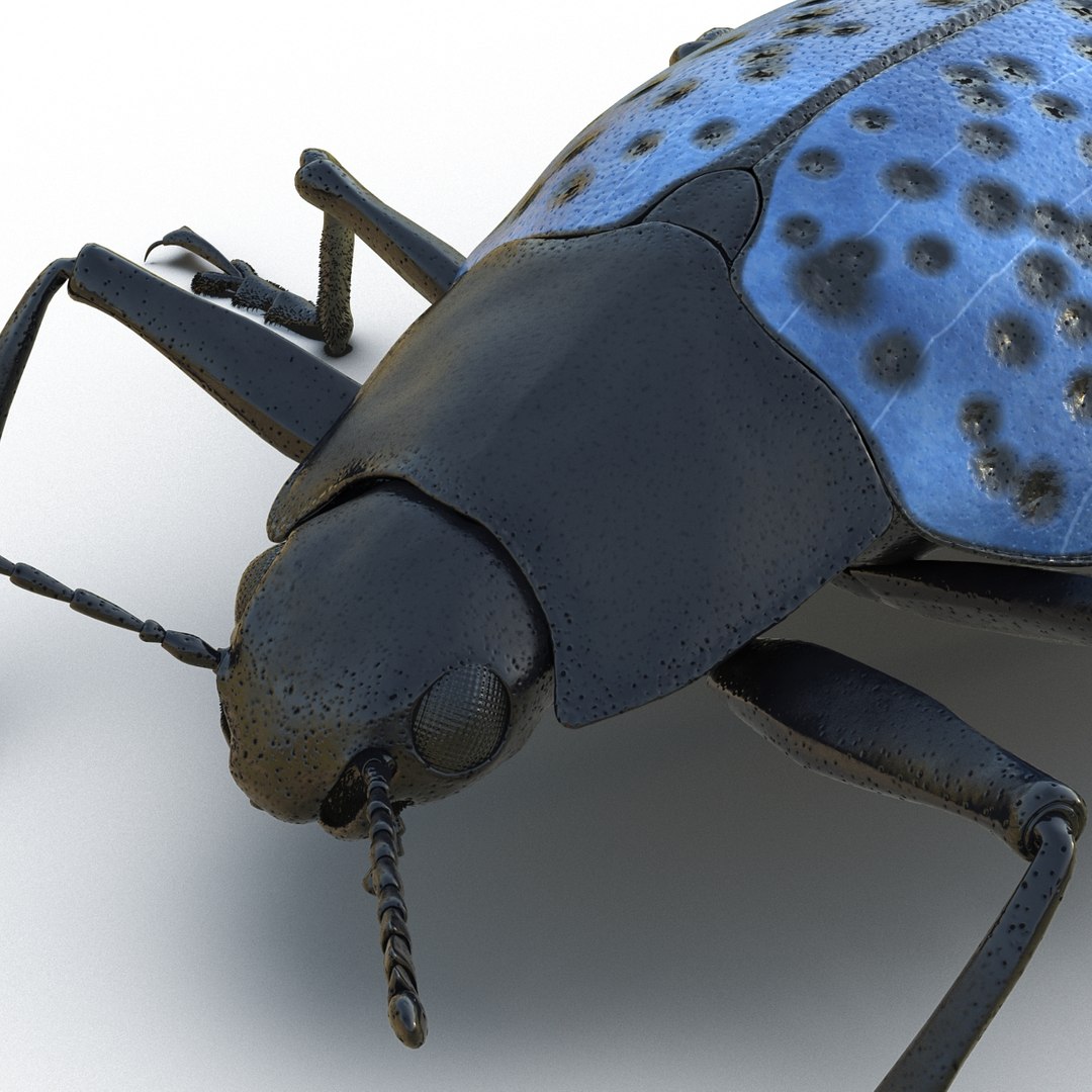3d model gibbifer californicus beetle rigged
