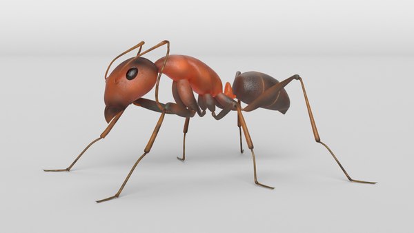 3D Animated Ant model - TurboSquid 1837118