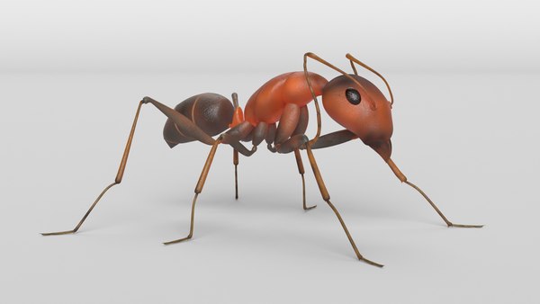 3D Animated Ant model - TurboSquid 1837118