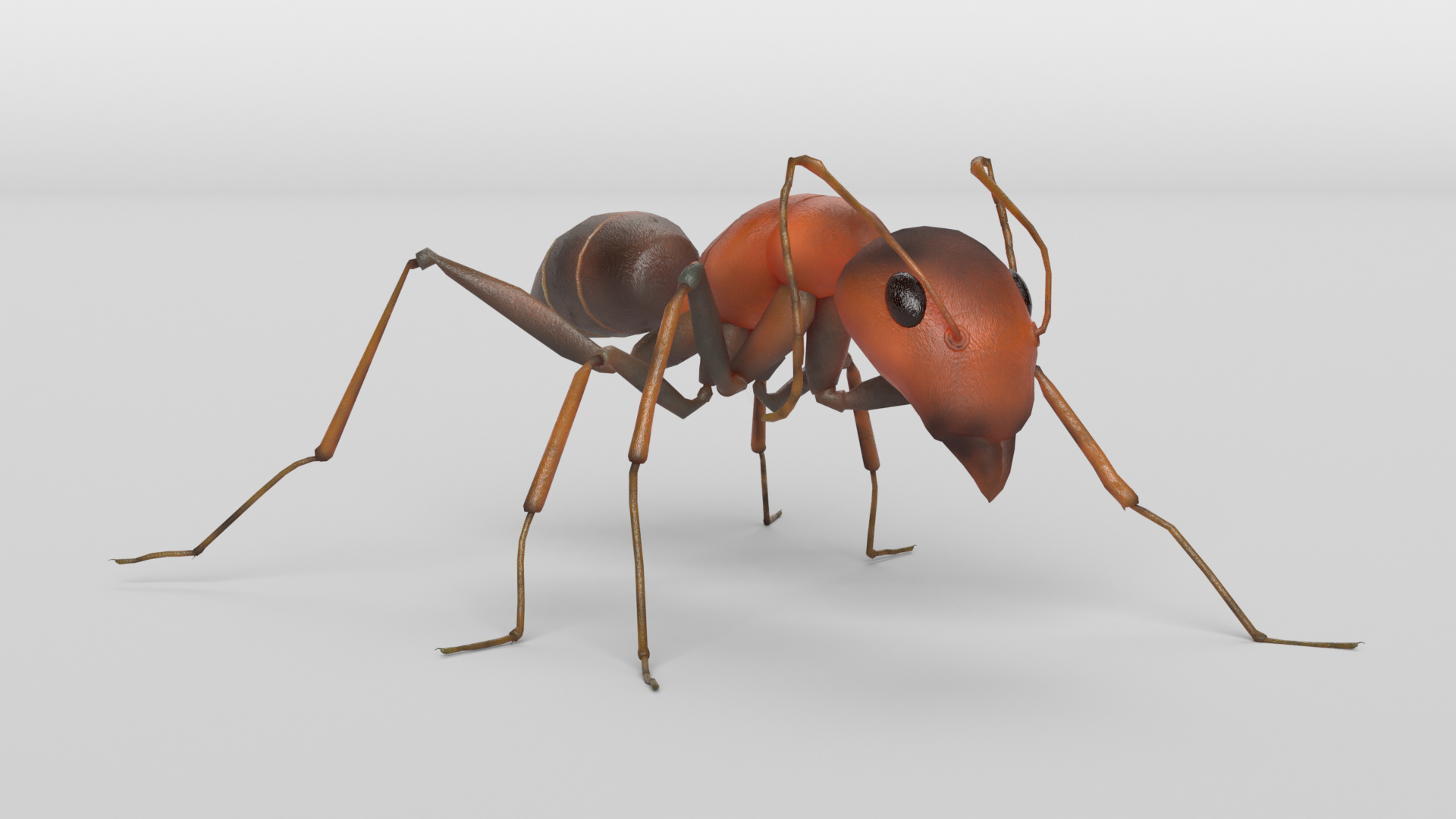 3D Animated Ant Model - TurboSquid 1837118