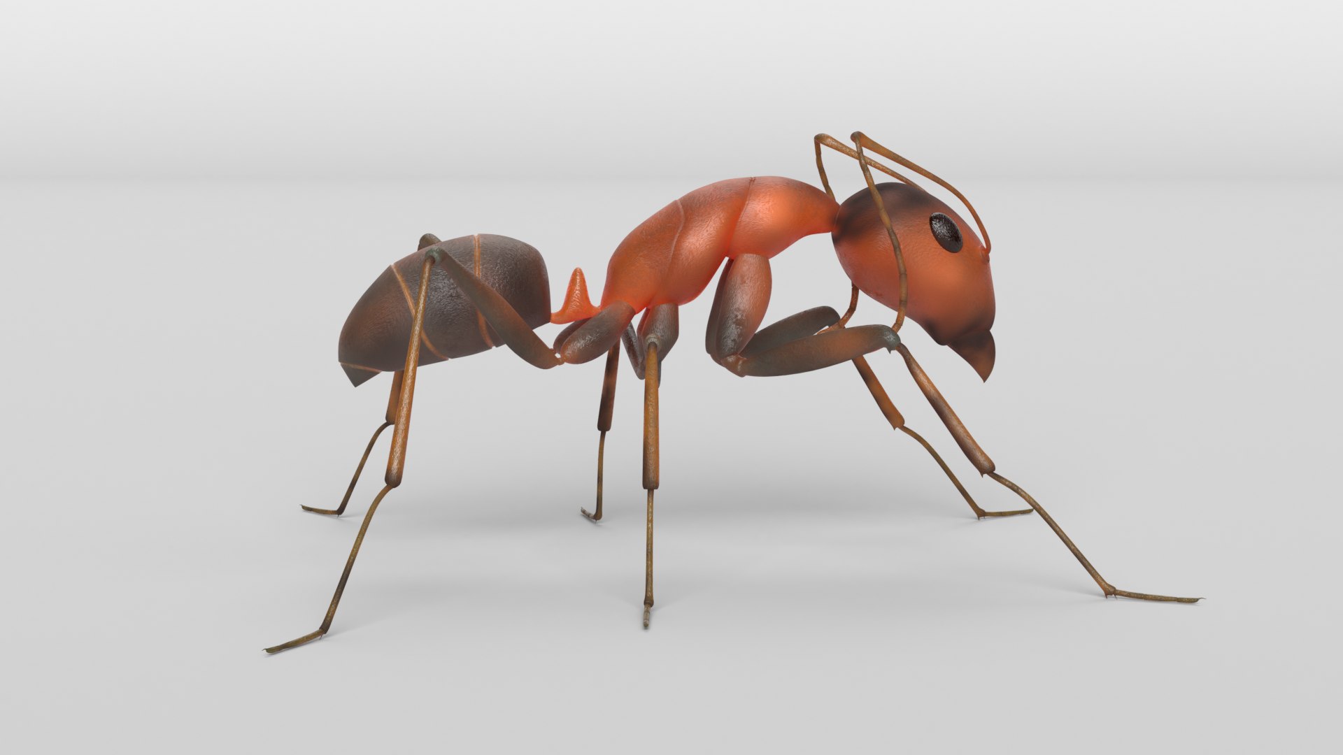 3D Animated Ant Model - TurboSquid 1837118