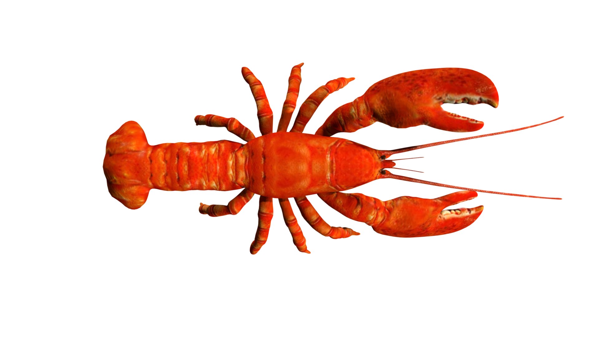 3D Rigged Low Poly Lobster - TurboSquid 1763137
