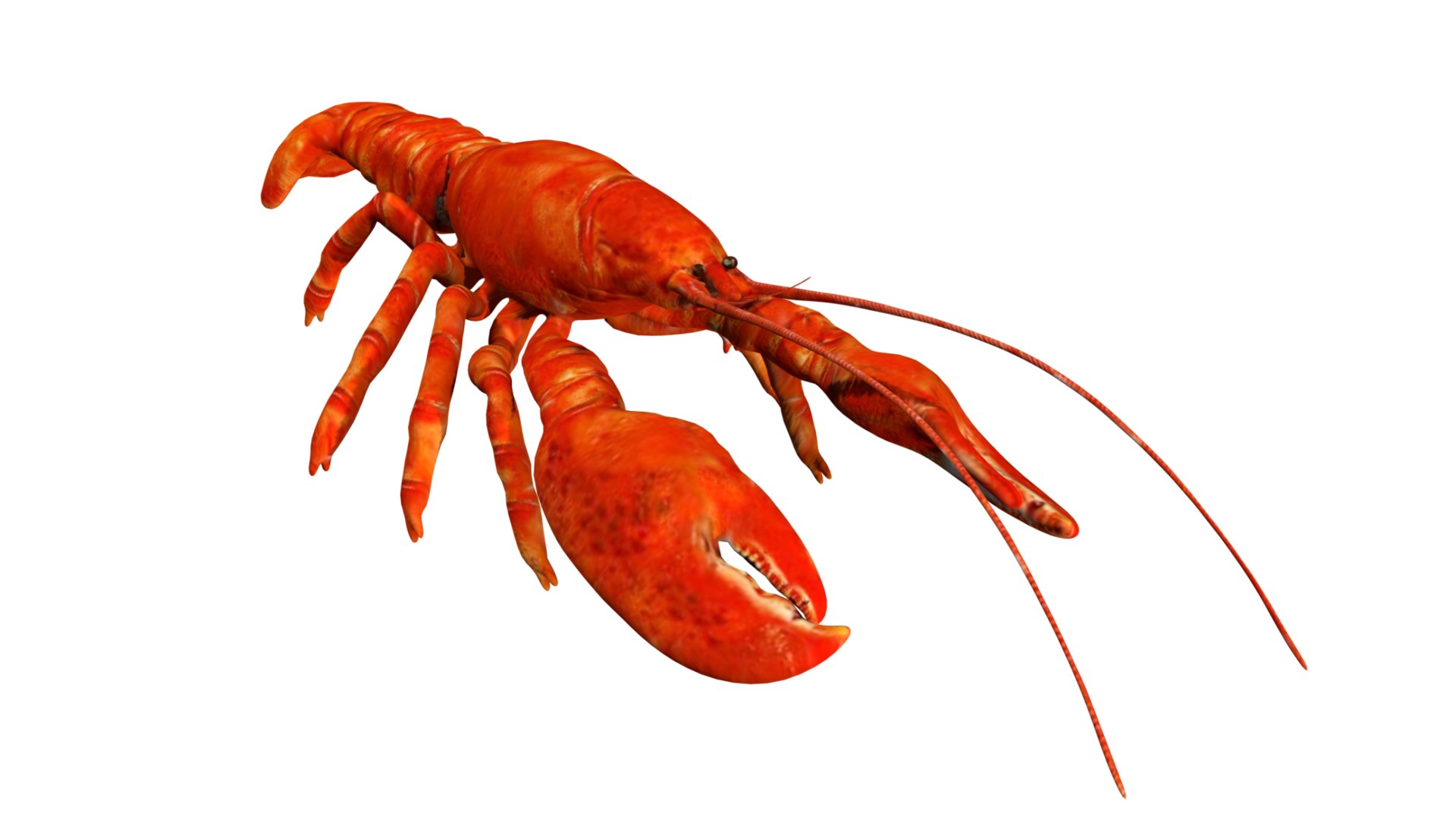 3D Rigged Low Poly Lobster - TurboSquid 1763137