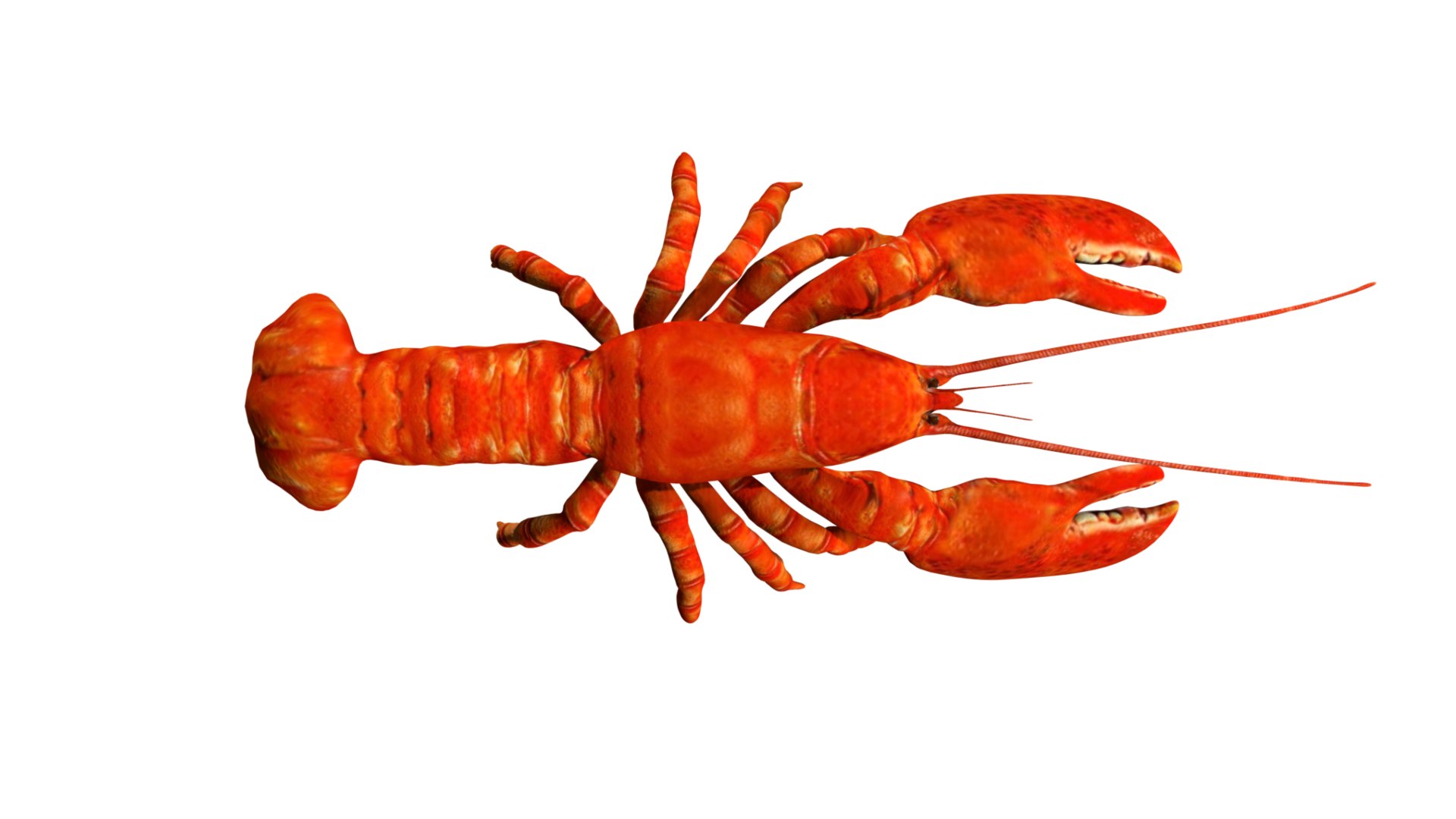 3D Rigged Low Poly Lobster - TurboSquid 1763137