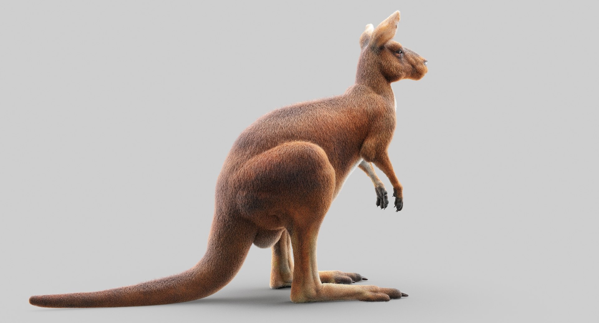 Kangaroo Fur Hair 3D - TurboSquid 1216821
