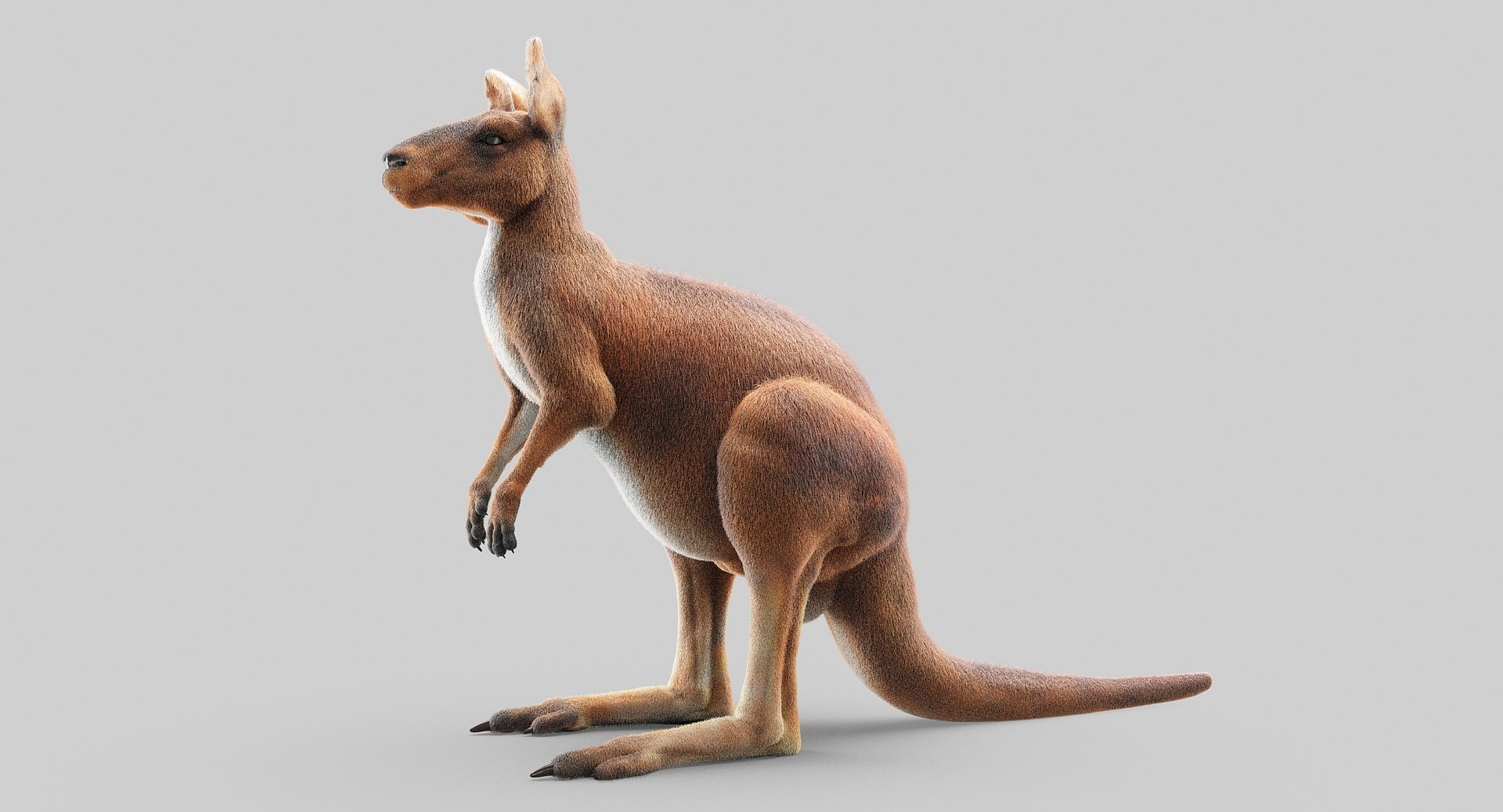 Kangaroo Fur Hair 3D - TurboSquid 1216821